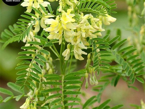 Sublime Gardens – Sublime Gardens is passionate about growing organic ...