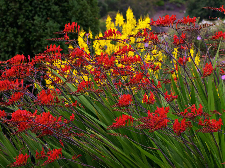 Lucifer Montbretia (Crocosmia x 'Lucifer') - 1 Gallon - Sublime Gardens