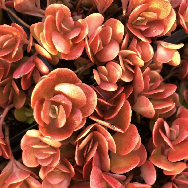 Sublime Gardens – Sublime Gardens is a boutique nursery and specialty ...