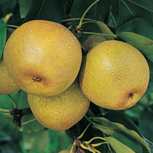 Shin Li Pear (Pyrus pyrifolia 'Shin') *Needs A Pollinator* - 5 Gallon ...