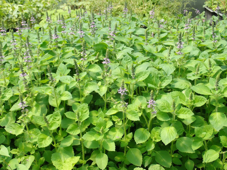 Temperate Tulsi (Ocimum africanum) - 4" Pot - Sublime Gardens