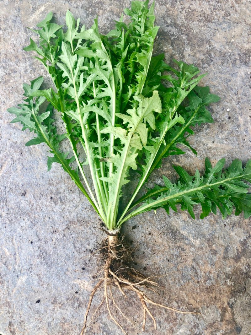 Dandelion Roots - Sublime Gardens