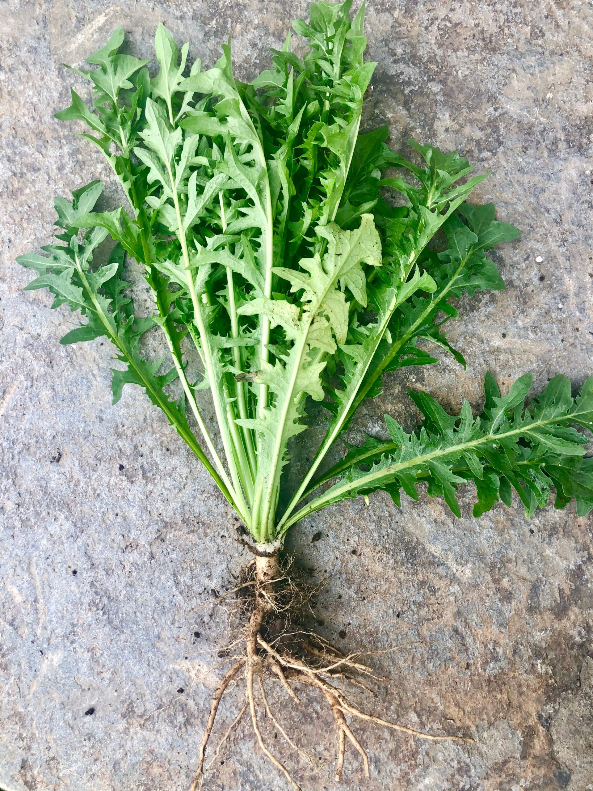 Dandelion Roots - Sublime Gardens