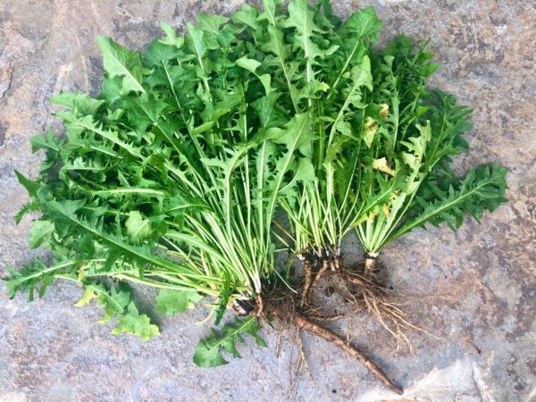 Dandelion Roots - Sublime Gardens