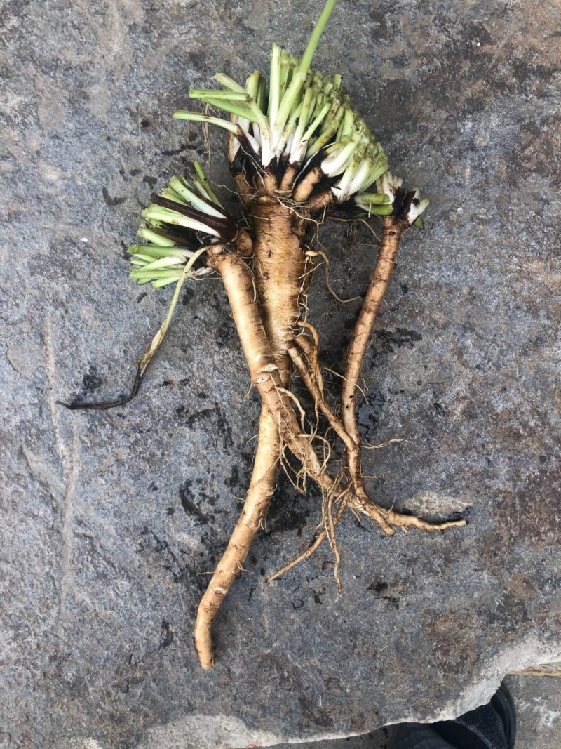 Dandelion Roots - Sublime Gardens