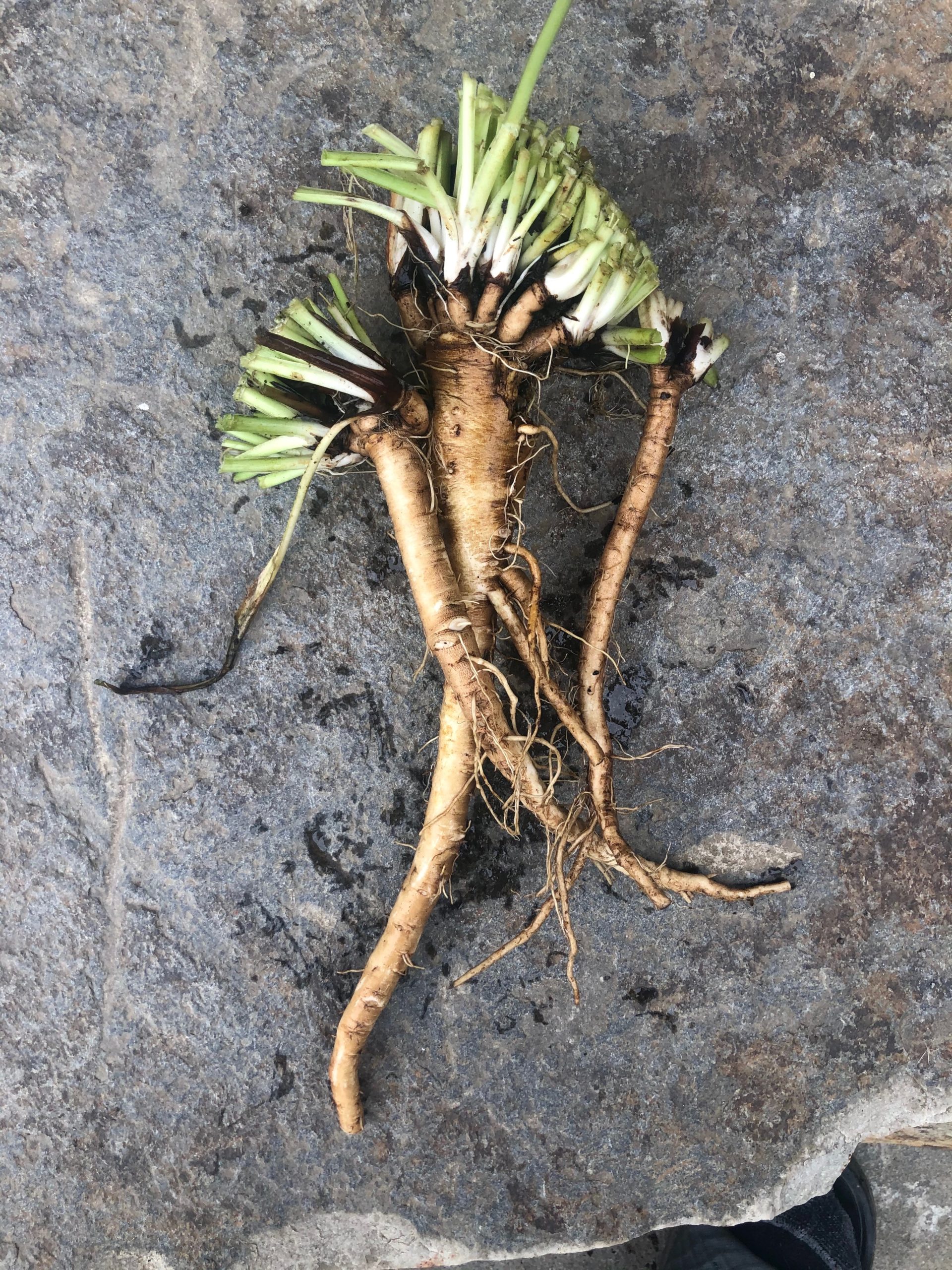 Dandelion Roots - Sublime Gardens