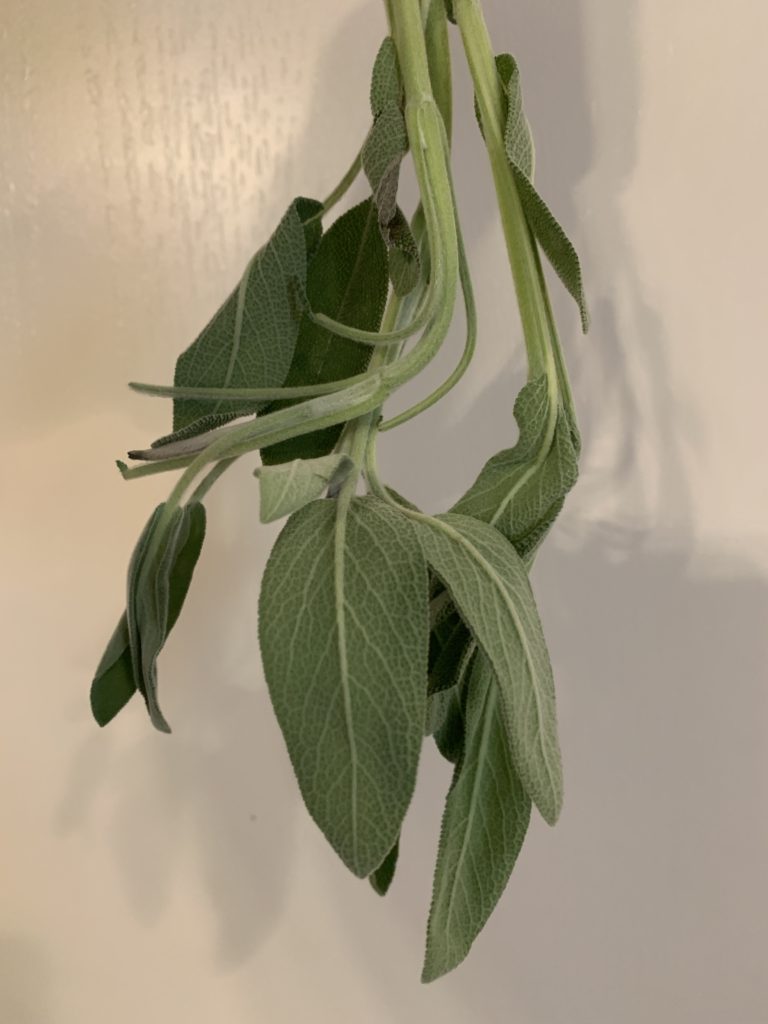 Plant Profile: Sage - Sublime Gardens