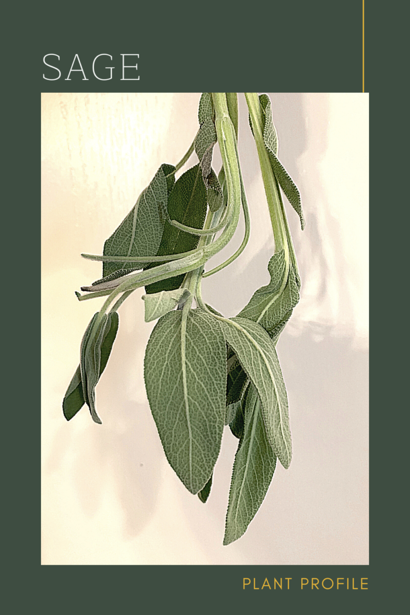 Plant Profile: Sage - Sublime Gardens