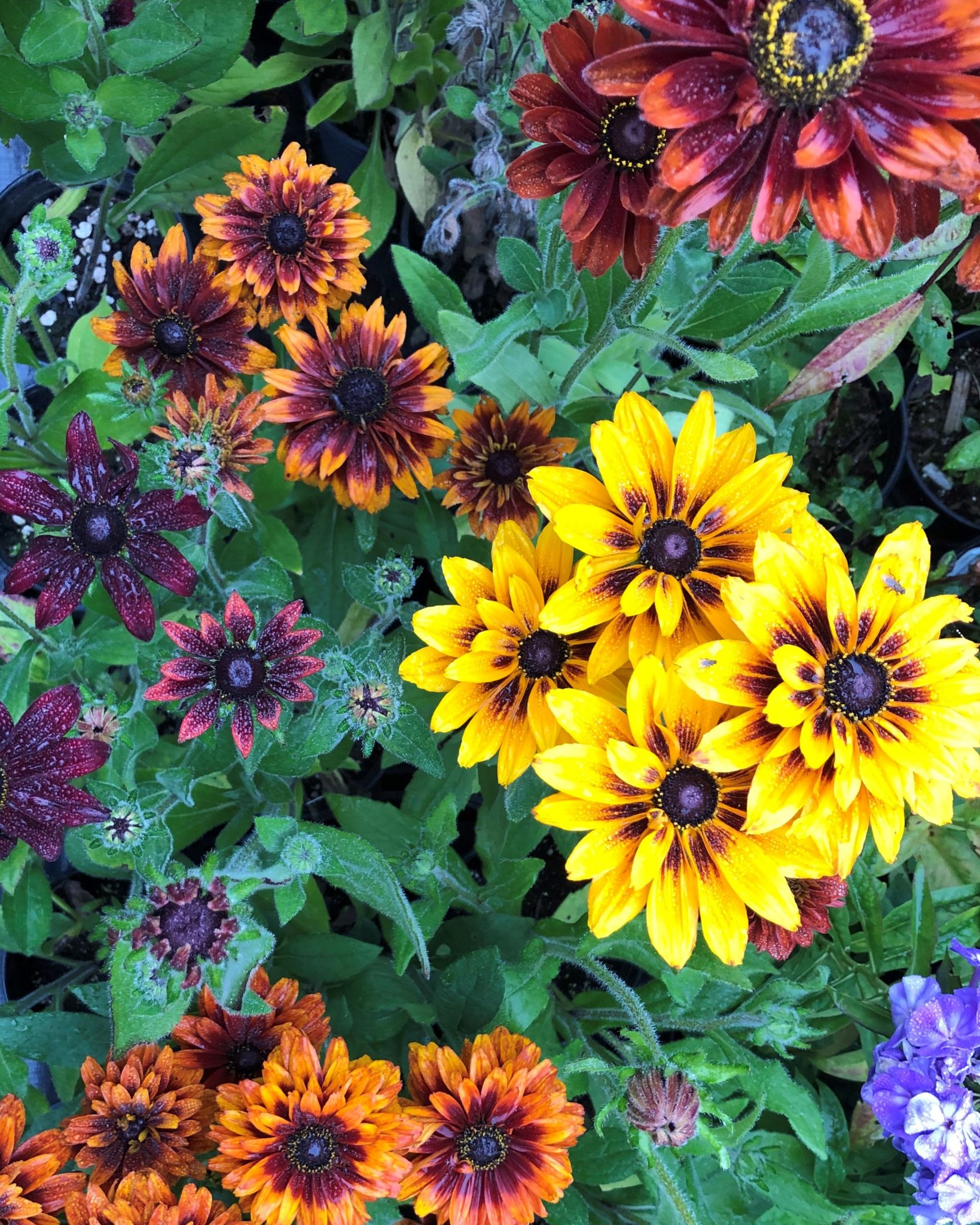 Rudbeckia hirta 'Cherokee Sunset Mix' (Cherokee Sunset Gloriosa Daisy ...
