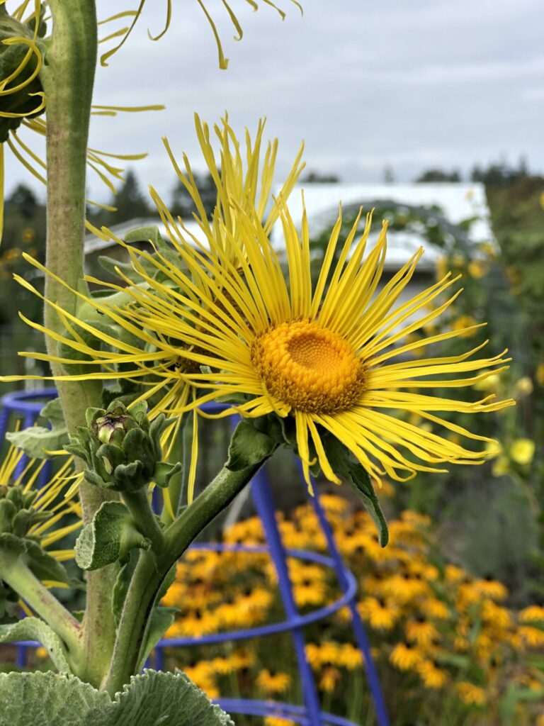 Inula helenium (Elecampane) - 1 gal - Sublime Gardens