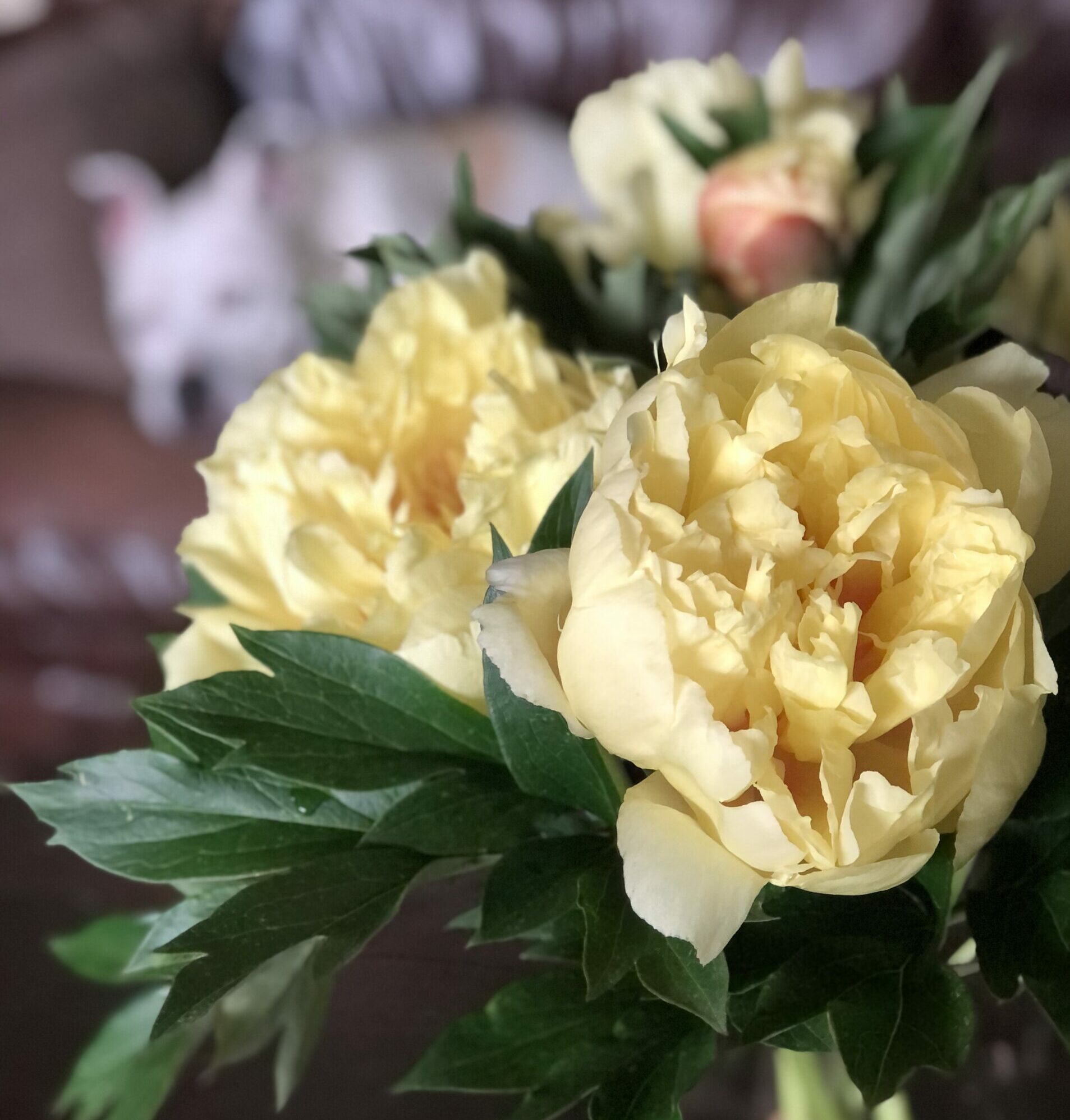 Fall planting and care for Peonies - Sublime Gardens