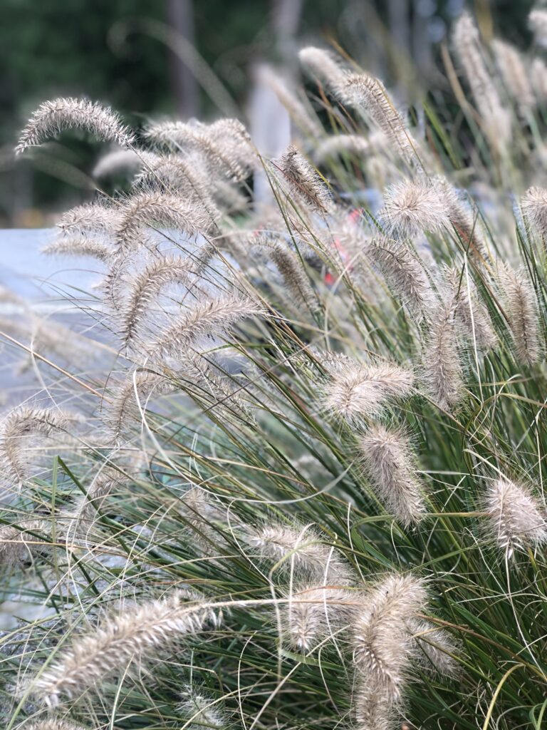 Pennisetum alopecuroides 'Little Bunny' (Little Bunny Dwarf Fountain ...