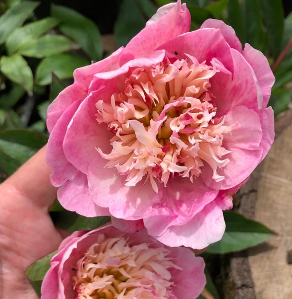 Fall planting and care for Peonies - Sublime Gardens