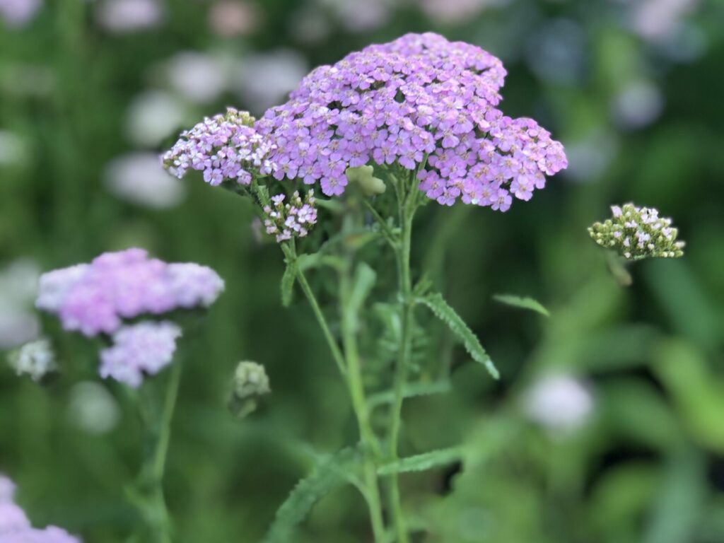 Achillea millefolium 'Florachro1' (Yarrow Milly Rock Rose) - Sublime ...