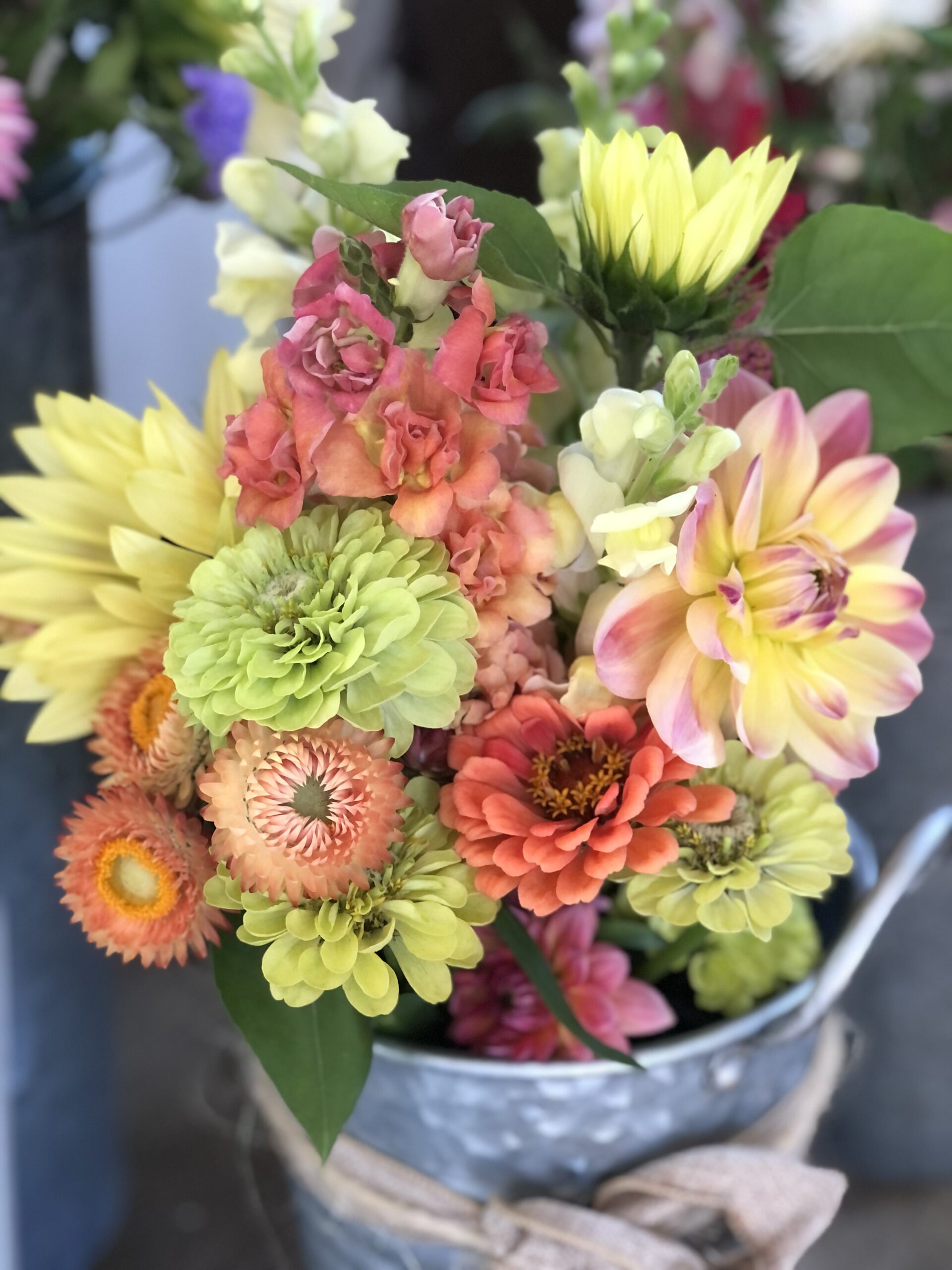 Ready, set, SOW! Growing warm-season annual flowers from seed - Sublime ...