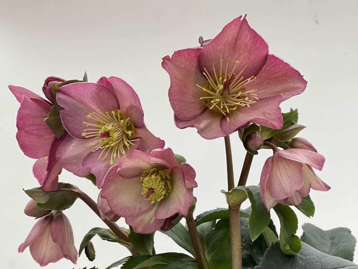 Helleborus 'Ice N Roses Early Rose' (Early Rose Ice N Roses Hellebore ...