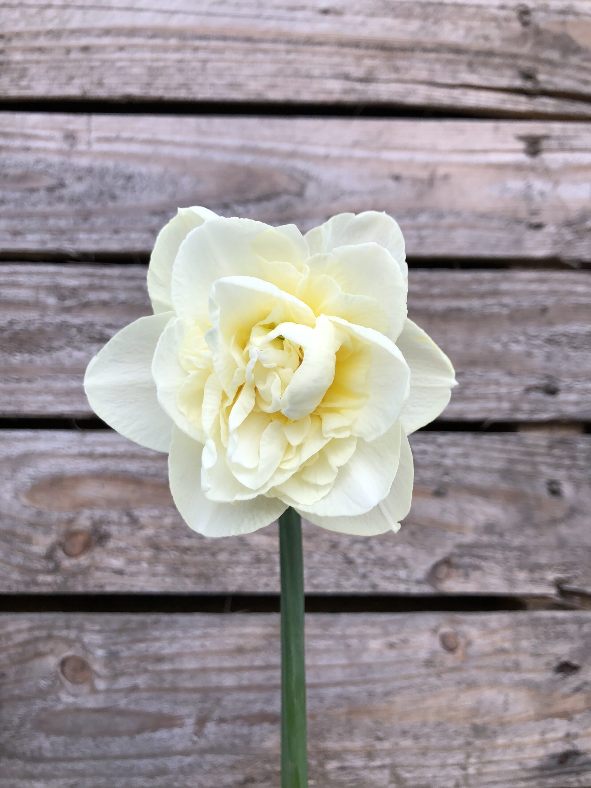 Embracing Daffodils: A Fresh Perspective - Sublime Gardens