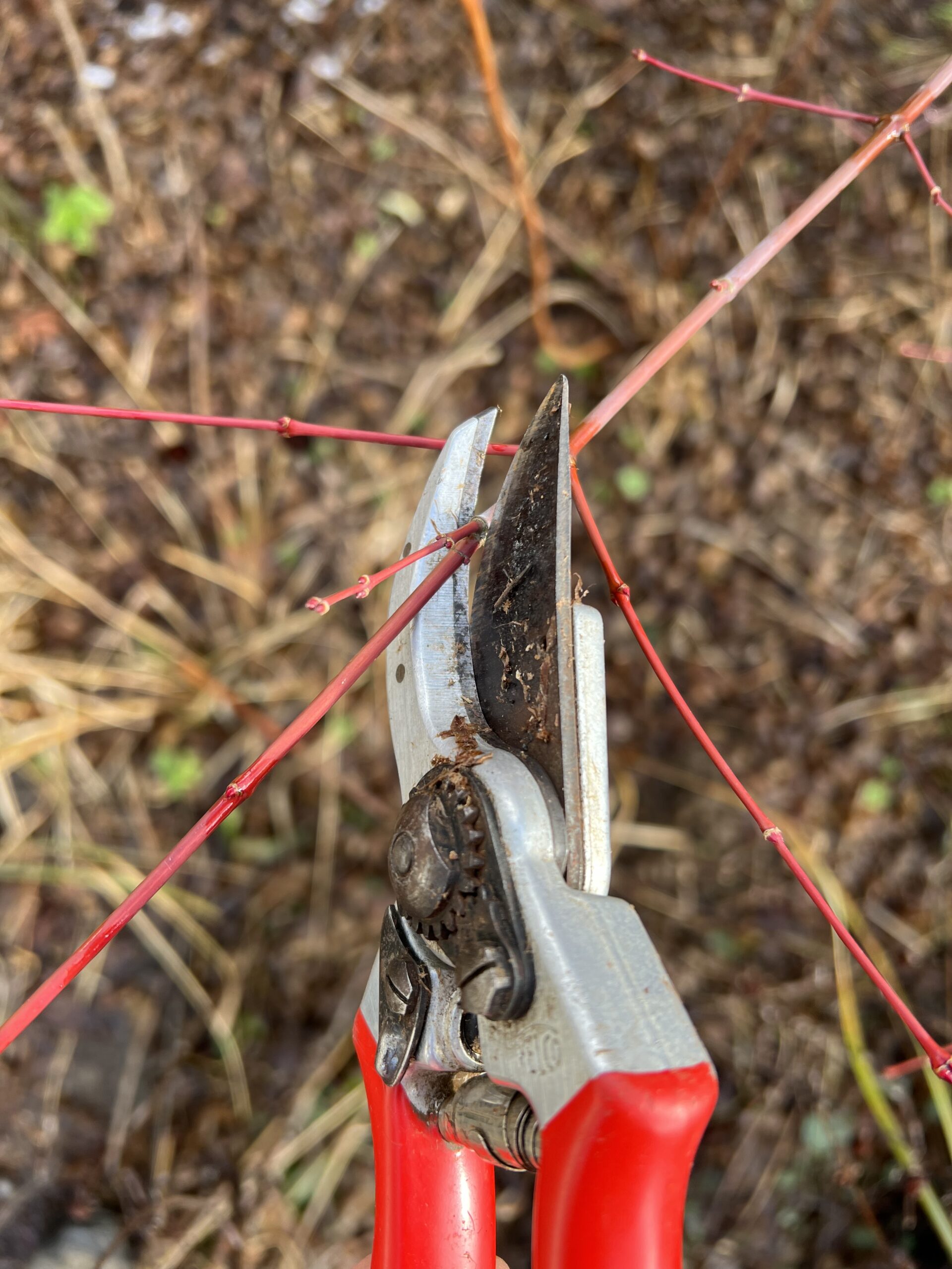 When and how to prune your plants- A Valentine’s Day gift to your ...
