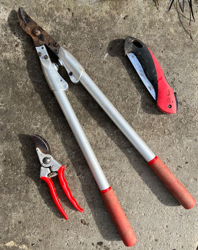 When and how to prune your plants- A Valentine’s Day gift to your ...