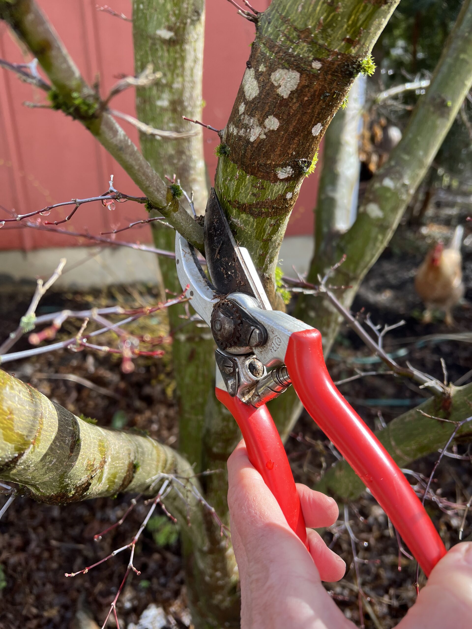 When and how to prune your plants- A Valentine’s Day gift to your ...