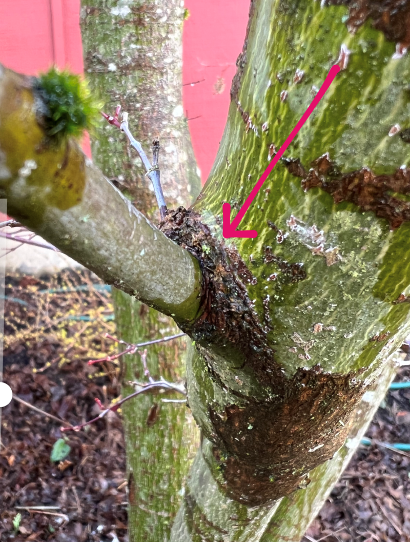 When and how to prune your plants- A Valentine’s Day gift to your ...