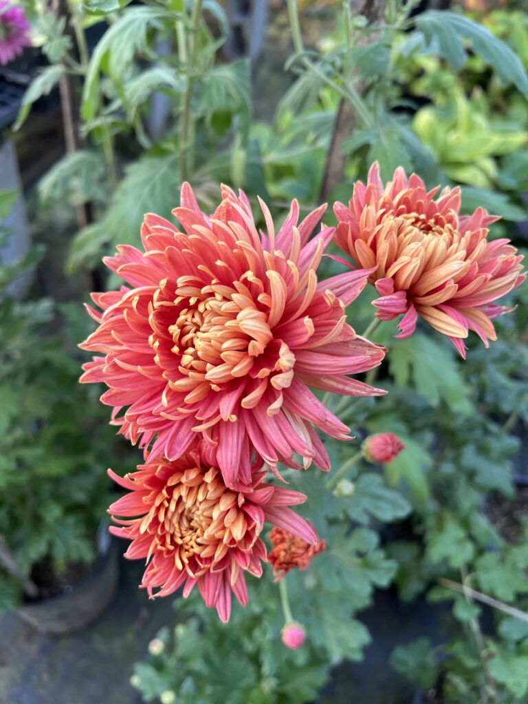 How to Grow Heirloom Chrysanthemums - Sublime Gardens