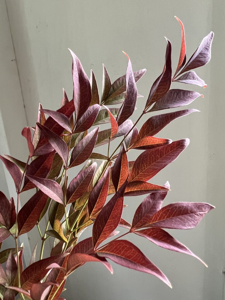 Nandina domestica 'Gulf Stream' (Gulf Stream Heavenly Bamboo) - Sublime ...