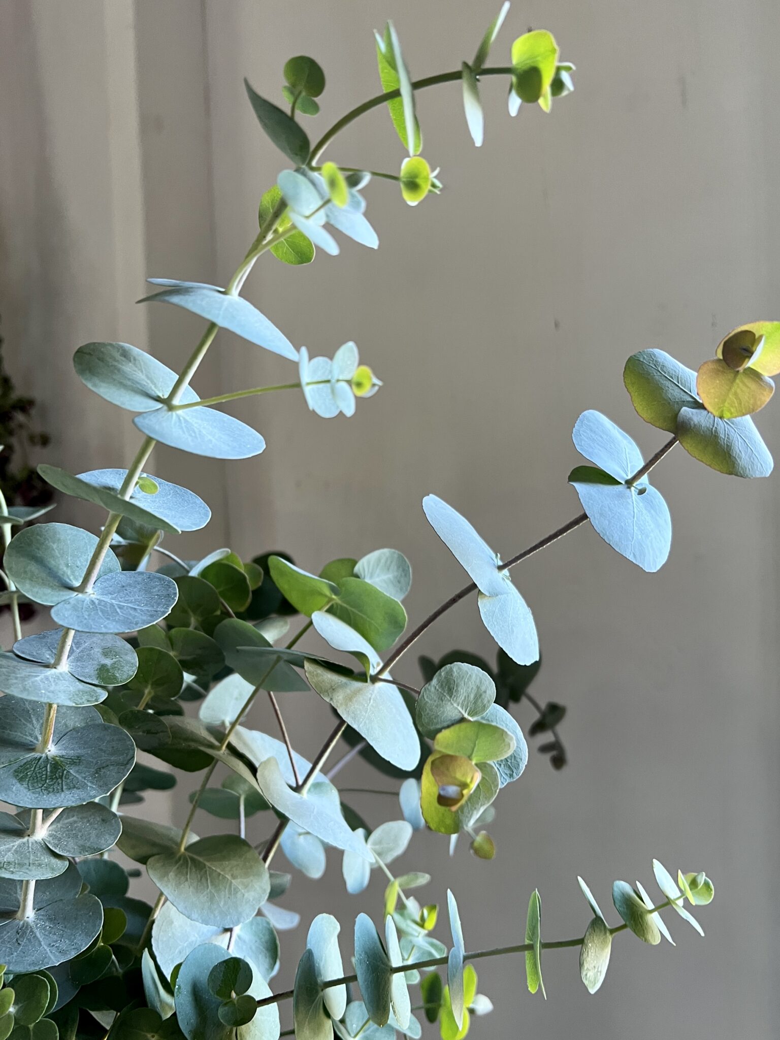 Eukalyptus Baby Blue