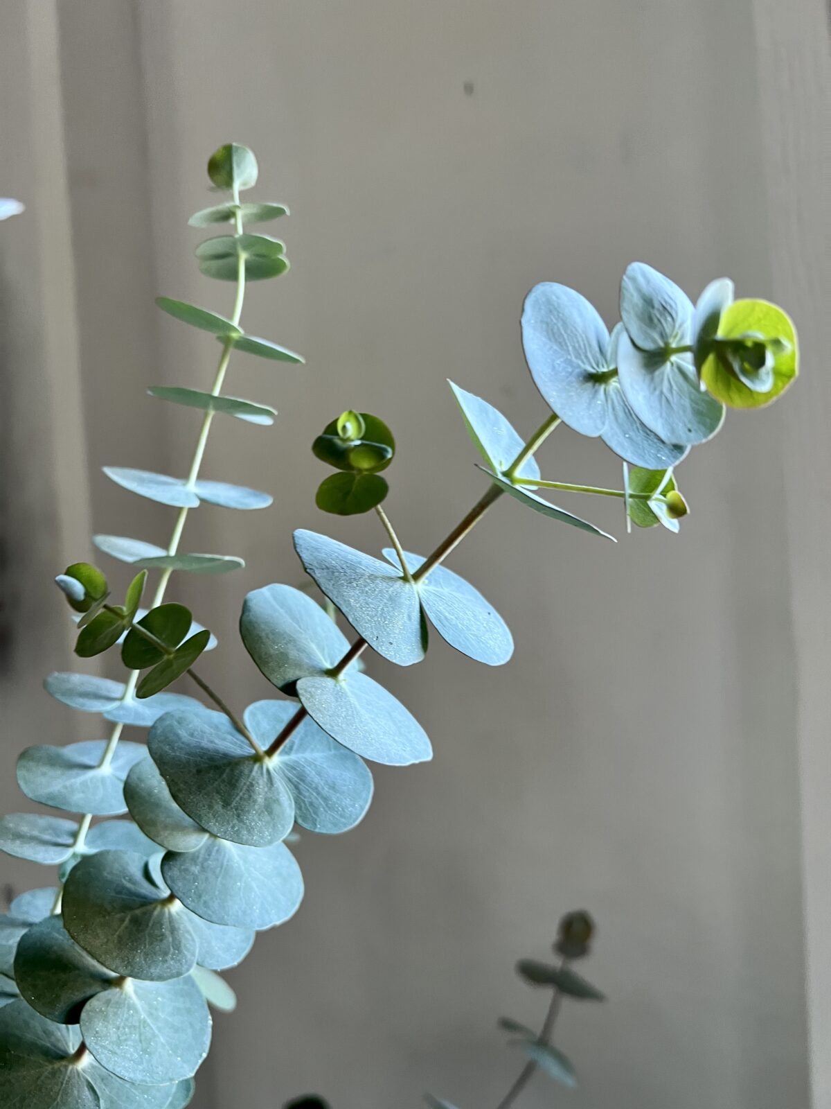Eucalyptus 'Baby Blue' (Baby Blue Eucalyptus) - Sublime Gardens