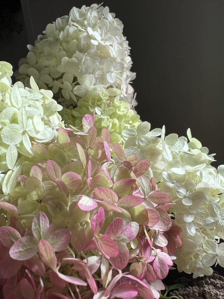 Hydrangea paniculata 'Limelight' (Limelight Hydrangea) - Sublime Gardens