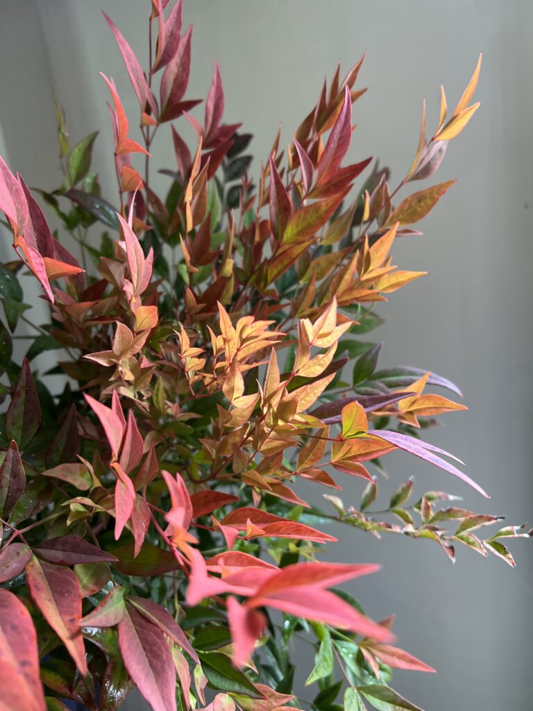 Nandina domestica 'Gulf Stream' (Gulf Stream Heavenly Bamboo) - Sublime ...