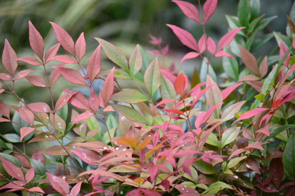 Nandina domestica 'Gulf Stream' (Gulf Stream Heavenly Bamboo) - Sublime ...