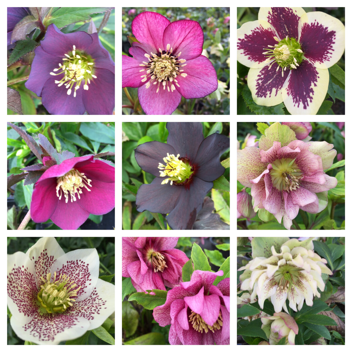 A Guide to Growing Hellebores - Sublime Gardens