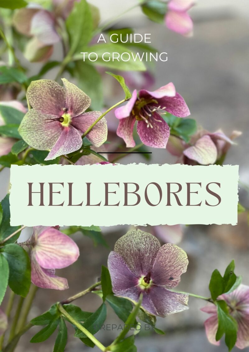 A Guide to Growing Hellebores - Sublime Gardens