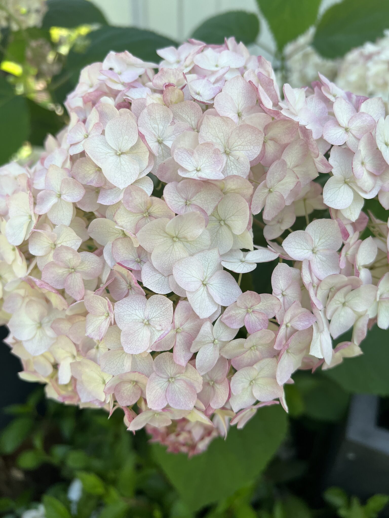 Hydrangea arborescens 'Candybelle Marshmallow' (Candybelle® Marshmallow ...