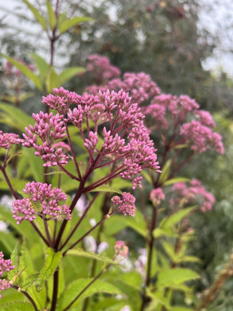 Eupatorium purpureum Euphoria 'Baby Joe' (Joe Pye Weed) - Sublime Gardens