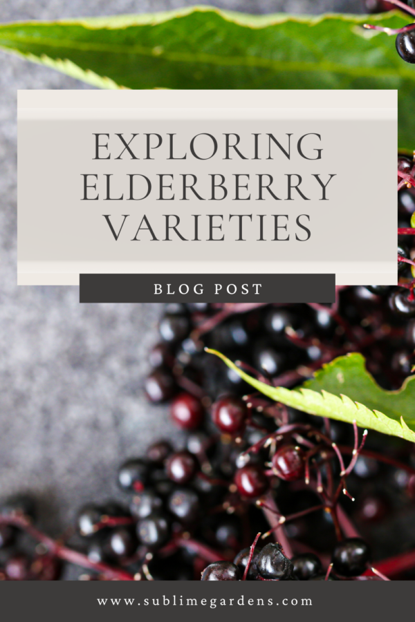 Exploring Elderberry Varieties - Sublime Gardens