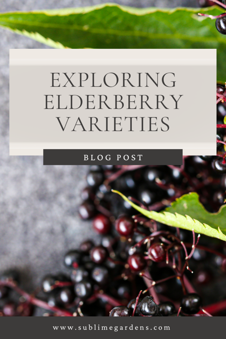 Exploring Elderberry Varieties - Sublime Gardens