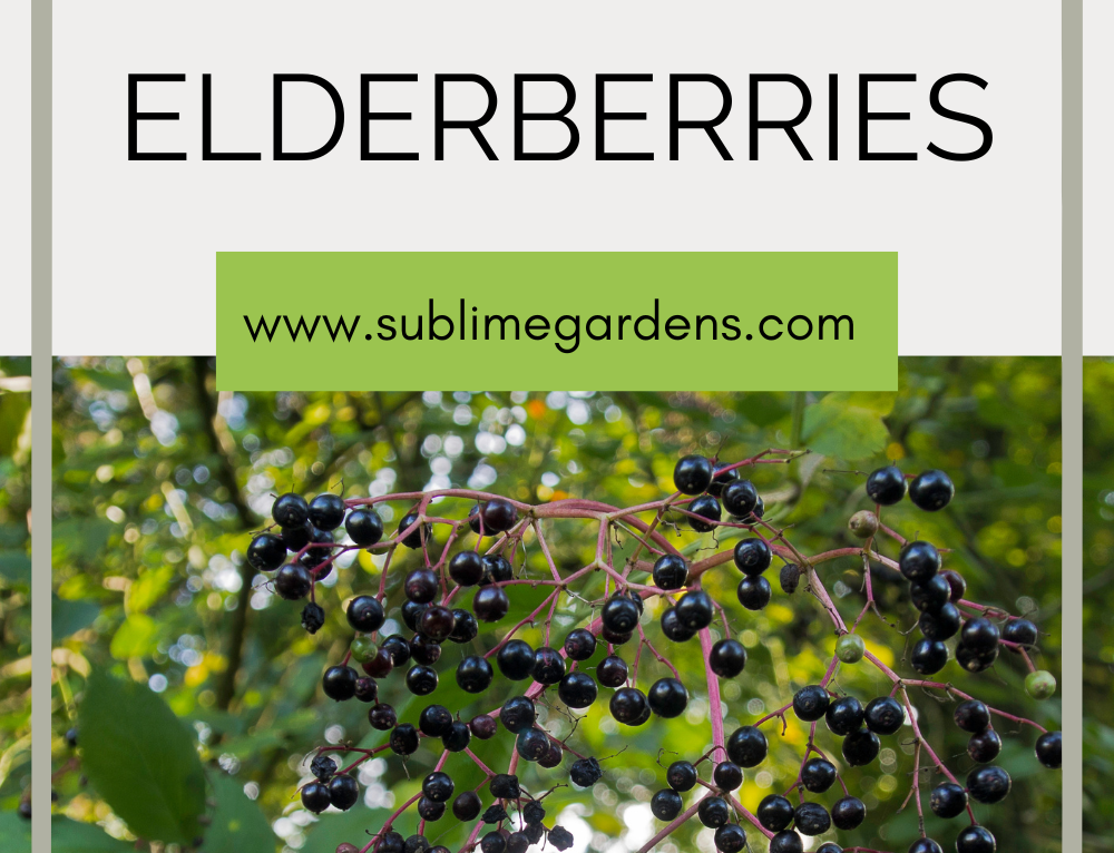Exploring Elderberry Varieties - Sublime Gardens