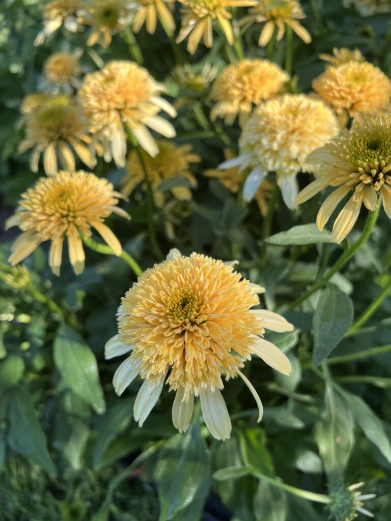 Boutique Plant Nursery in Snohomish | Sublime Gardens