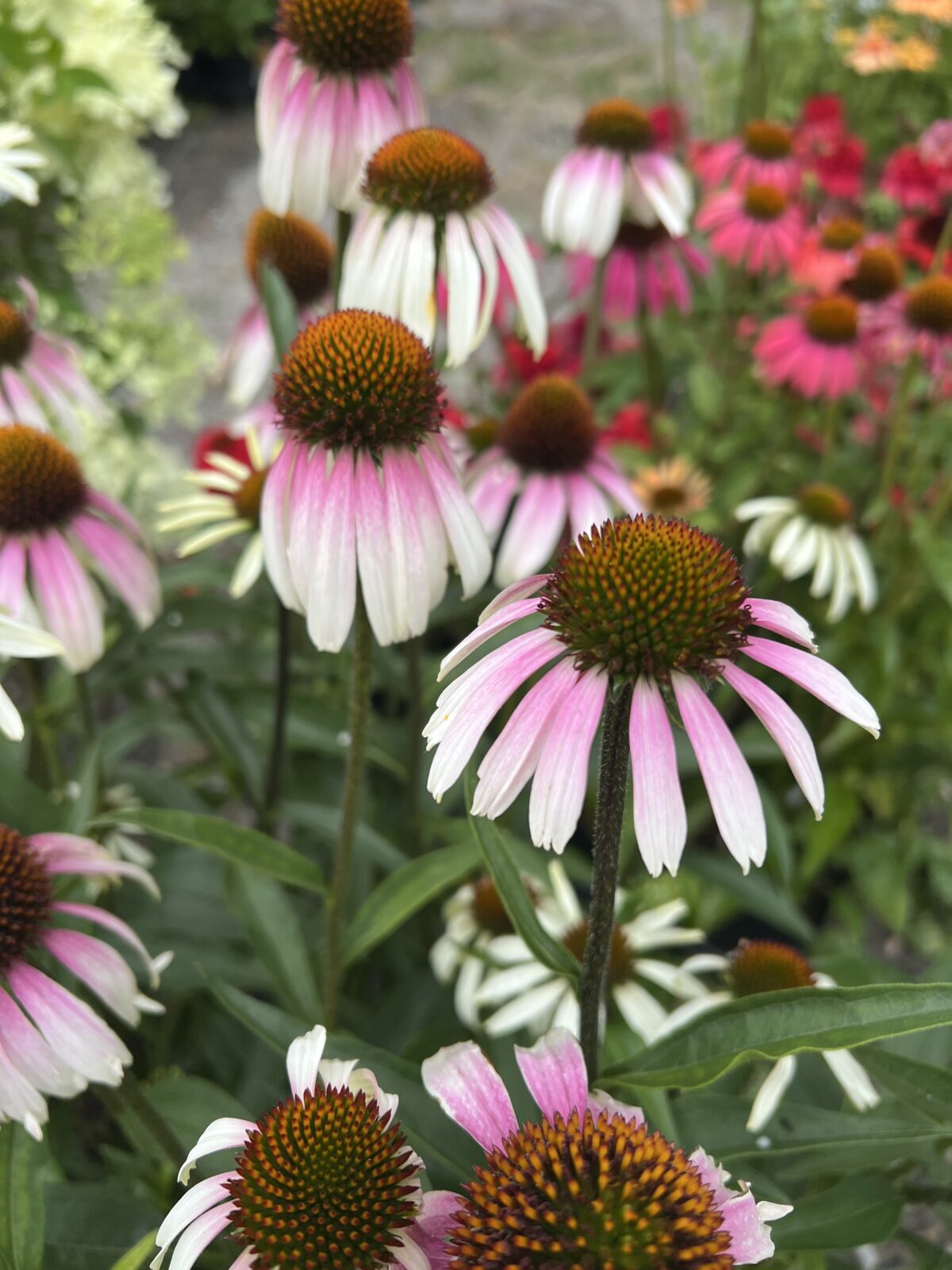 Boutique Plant Nursery in Snohomish | Sublime Gardens