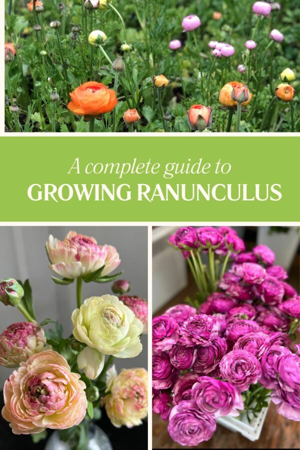 A Complete Guide to Growing Ranunculus - Sublime Gardens