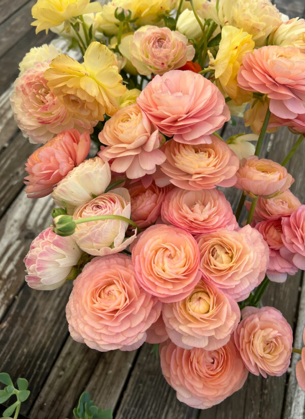 A Complete Guide to Growing Ranunculus - Sublime Gardens