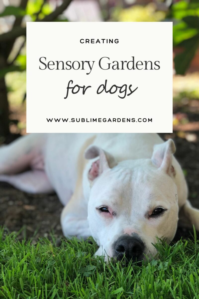Creating Sensory Gardens for Dogs | Sublime Garden Design
