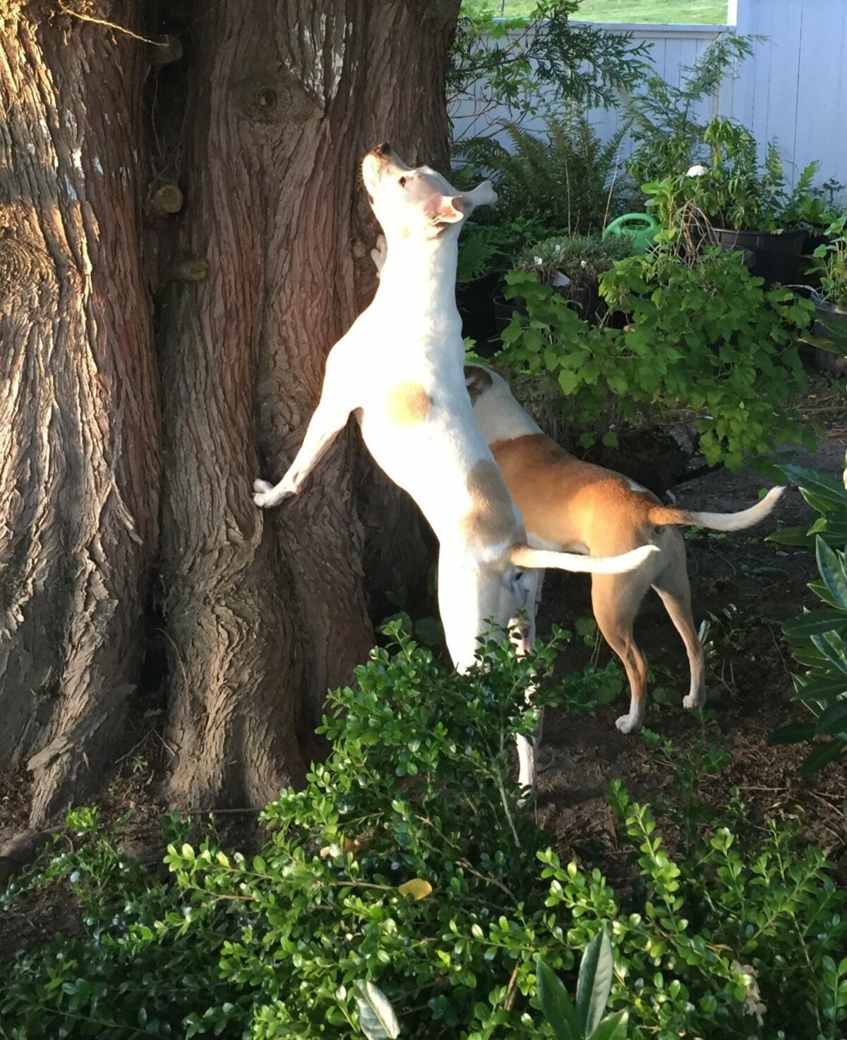 Creating Sensory Gardens for Dogs | Sublime Garden Design